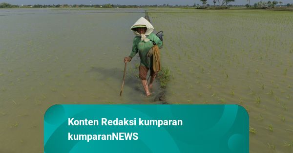 Foto: Banten Terancam Gagal Panen Usai 7 Ribu Hektare Sawah Terendam Banjir | kumparan.com